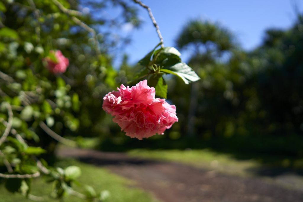 Kalani Oceanside Big Island Retreat Center | Plants and Animals
