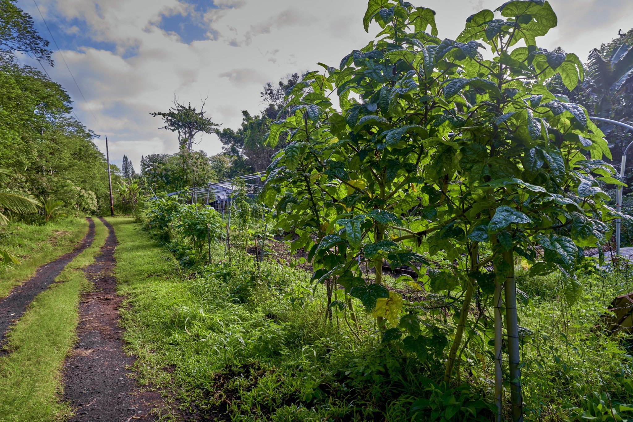 Wondering Where to Stay In Hawaii | Kalani Retreat Is The Answer
